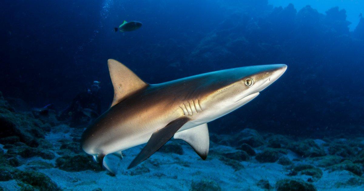Shark Laws in Ecuador | Shark Angels