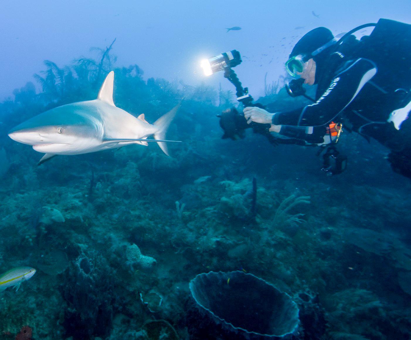 Shark Laws in Cuba | Shark Angels