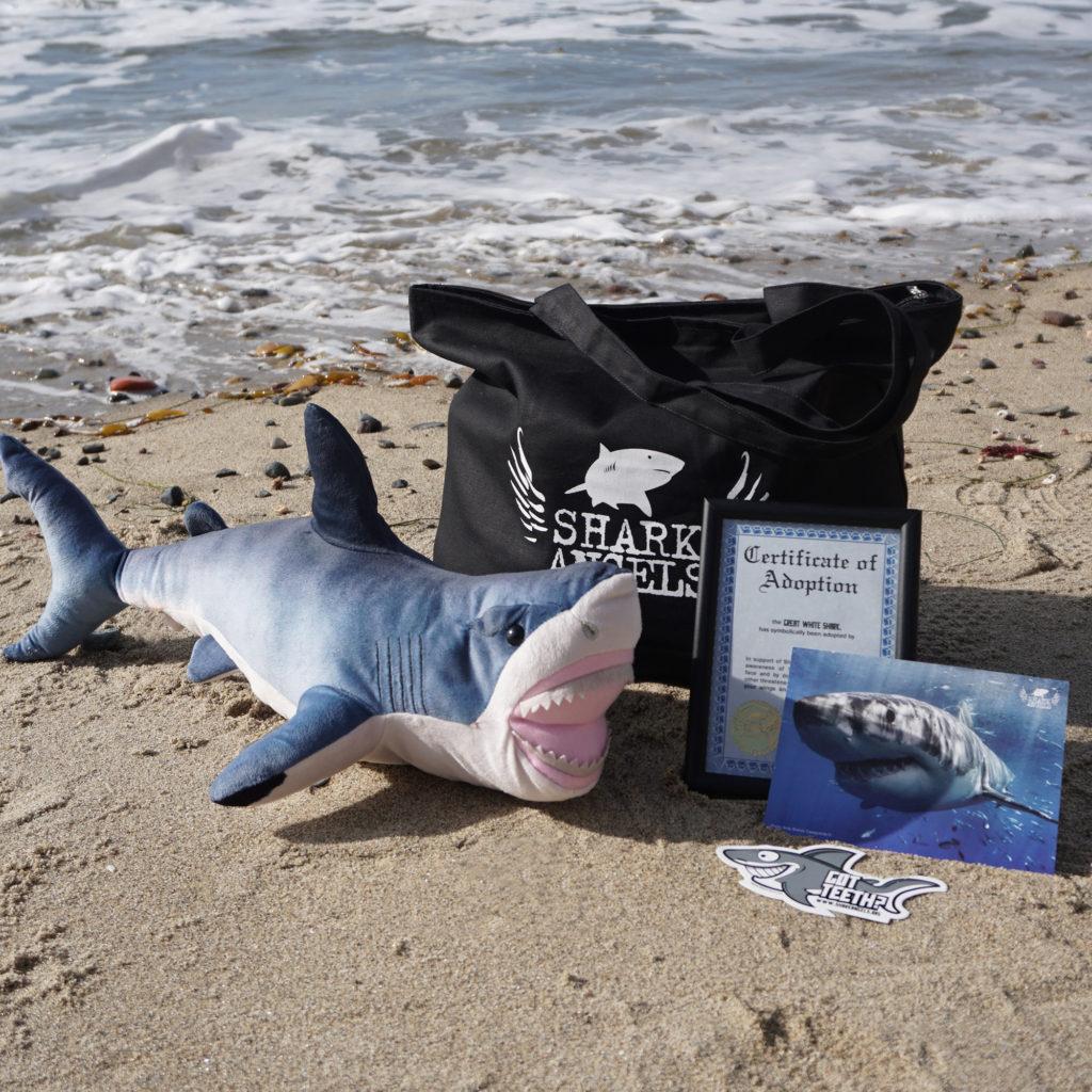 Adopt a Shark | Shark Angels - Shark Conservation Group
