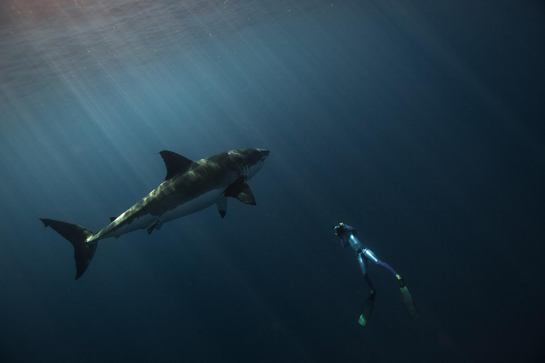 Virtual Shark Diving | Shark Angels