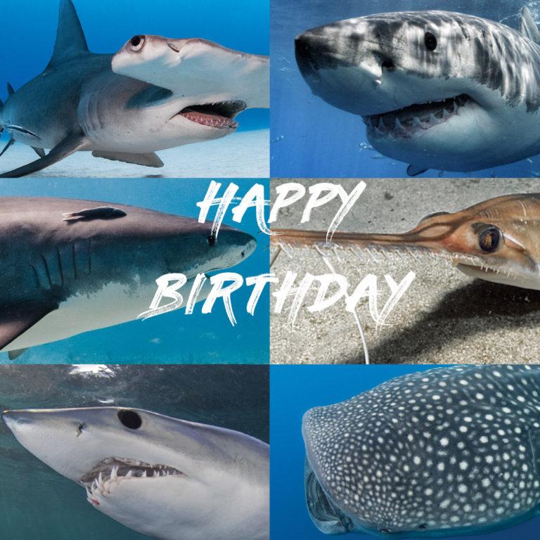 Adopt a Shark | Shark Angels - Shark Conservation Group