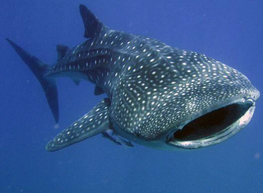 The Different Stages Of Love - Shark Mating Behaviors