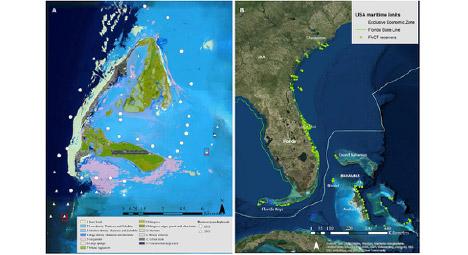 Great Hammerheads in Florida & Bahamas | Shark Angels