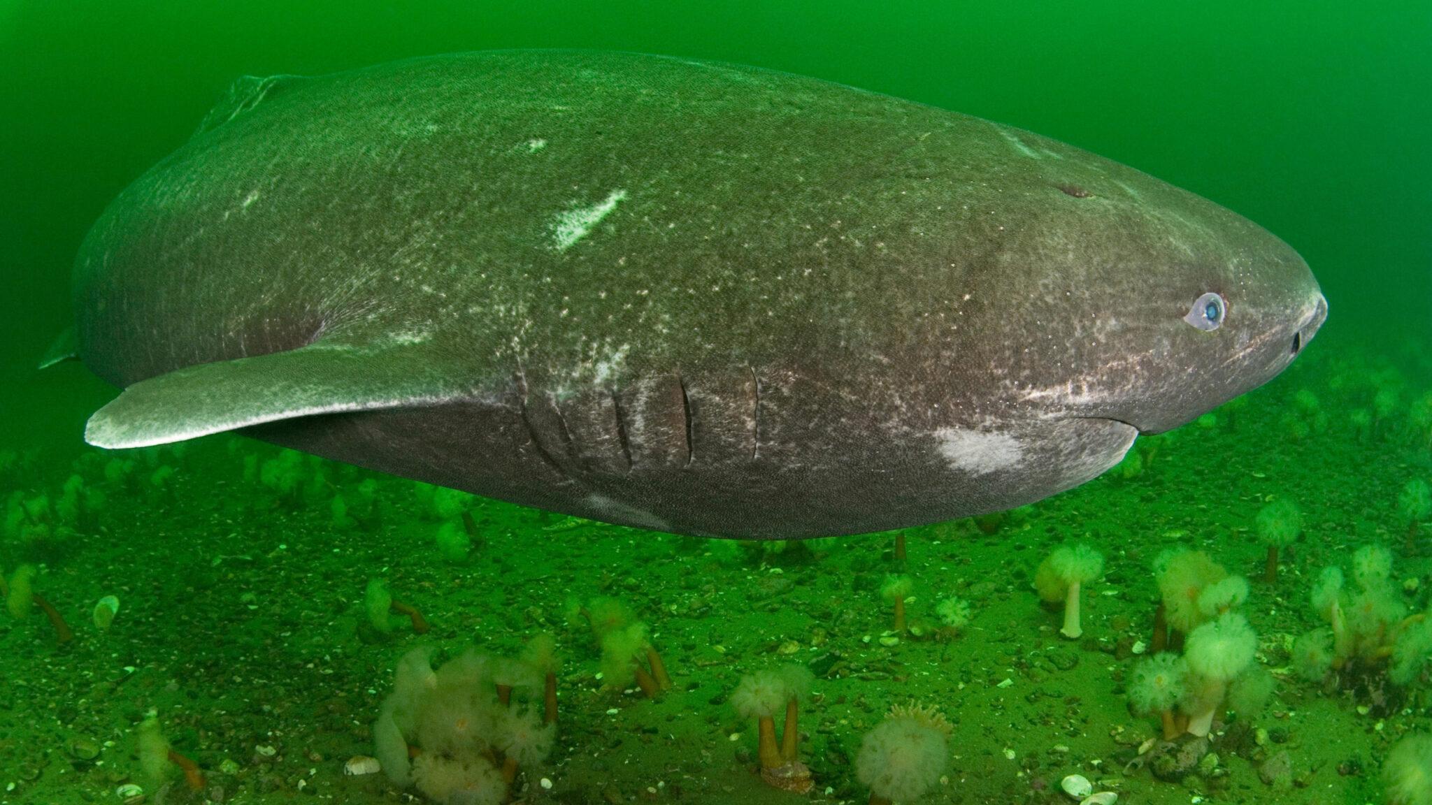 Slow Sharks Still Catch Seals | Shark Angels