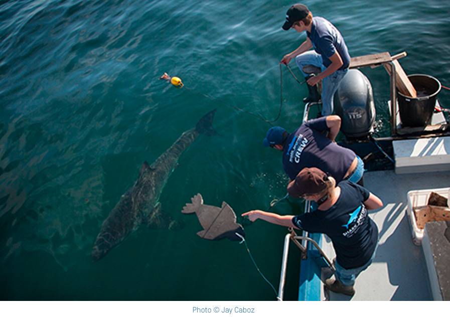 Teenage Great White Sharks | Shark Angels