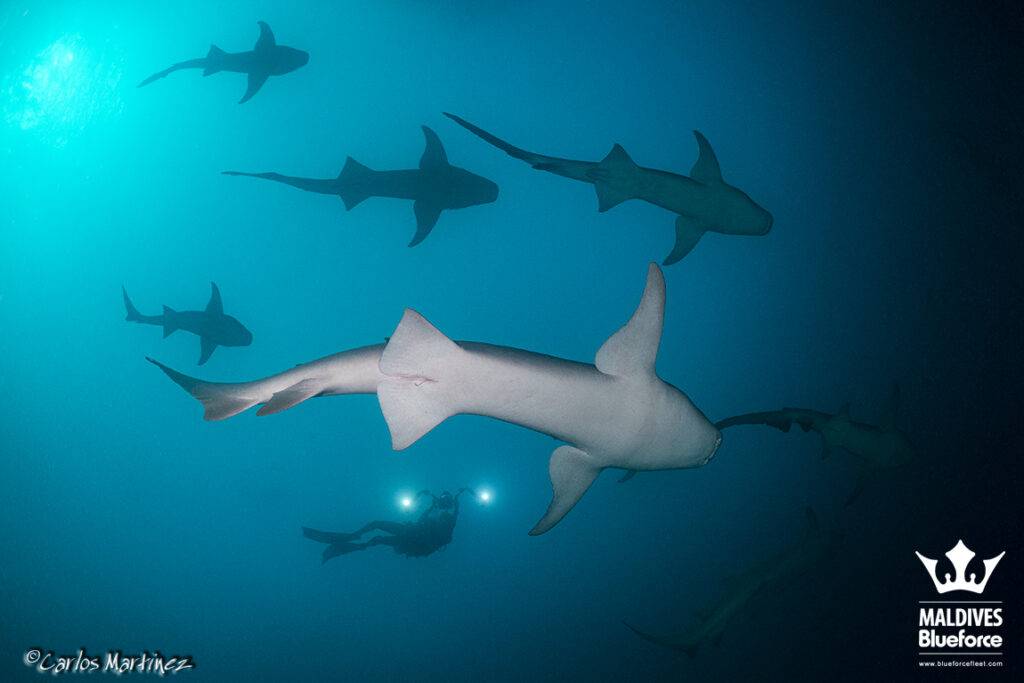 Shark Diving in Maldives - Jan 2024 | Shark Angels Adventure