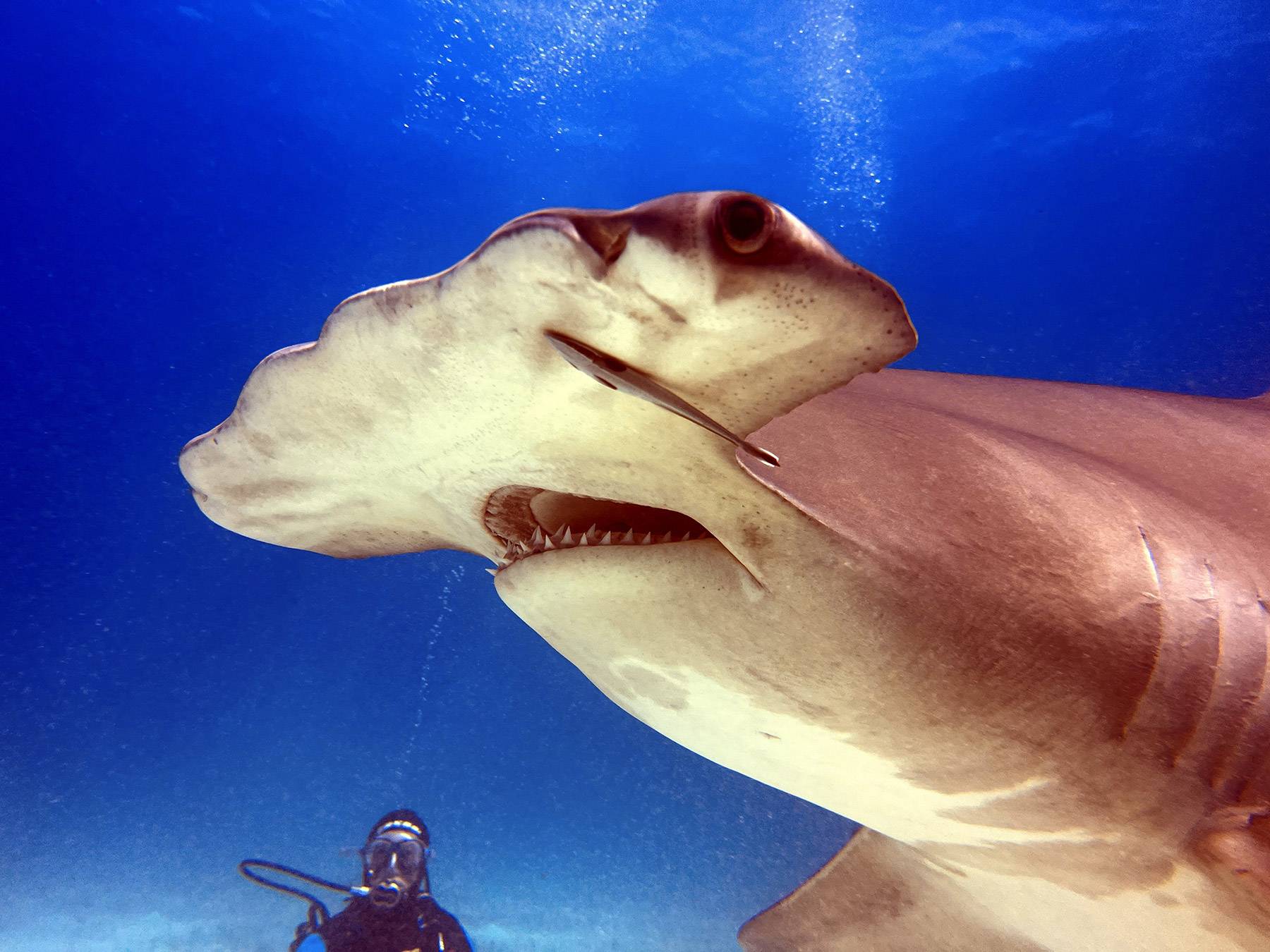 My Dream Came True - Shark Diving In The Bahamas | SHARK ANGELS
