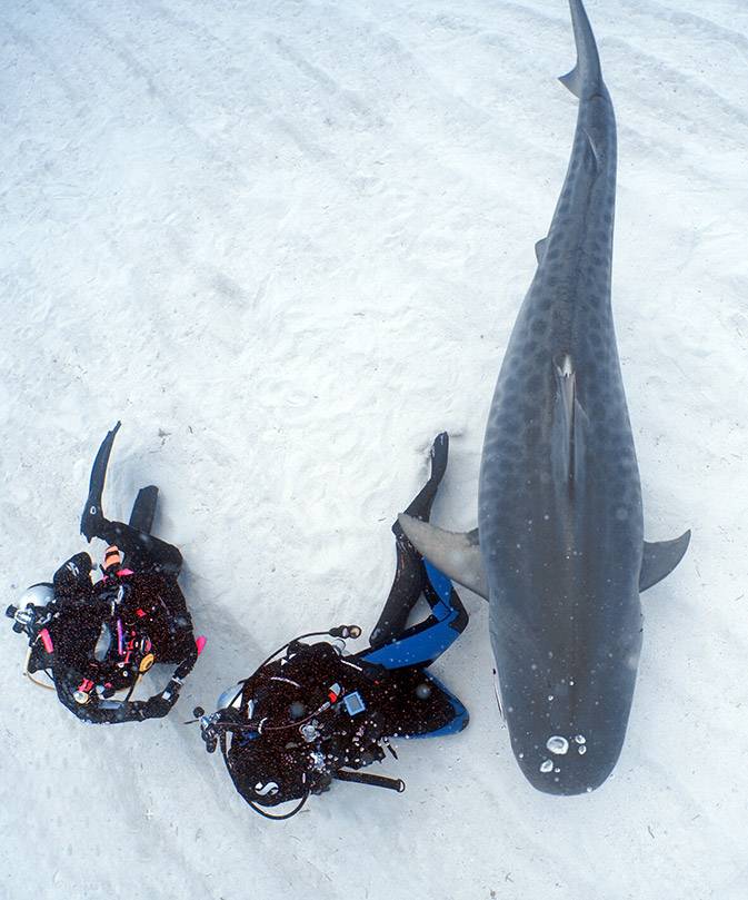 Great Hammers & Tiger Shark Trip | Shark Angels