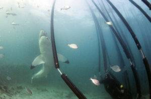 Species in Focus: Great White Shark - Sharksafe Barriers