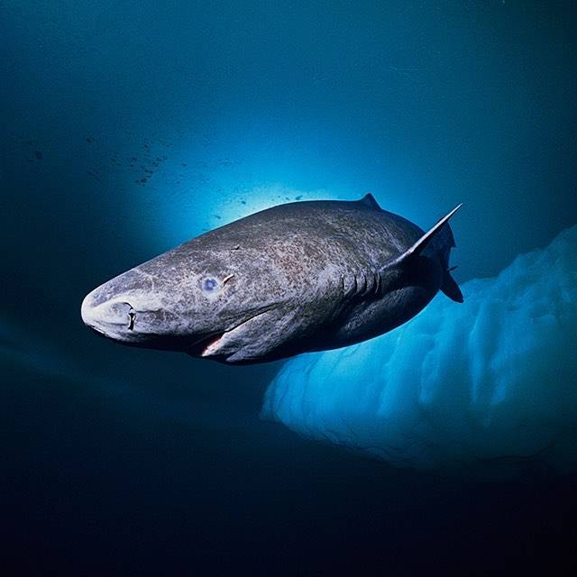 Species in Focus: How Long Do Greenland Sharks Live?