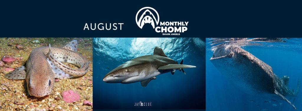 Shark Facts in the Monthly Chomp Newsletter by Shark Angels