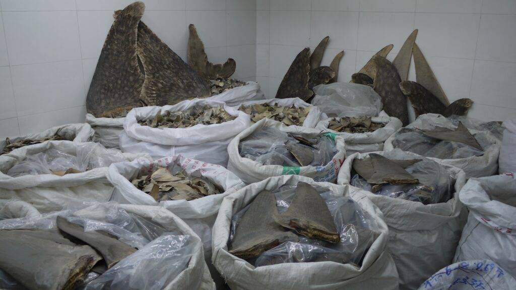 Shark Conservation - Protect Sharks, Protect Oceans