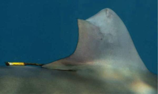 Can a Silky Shark Regrow Its Fin?