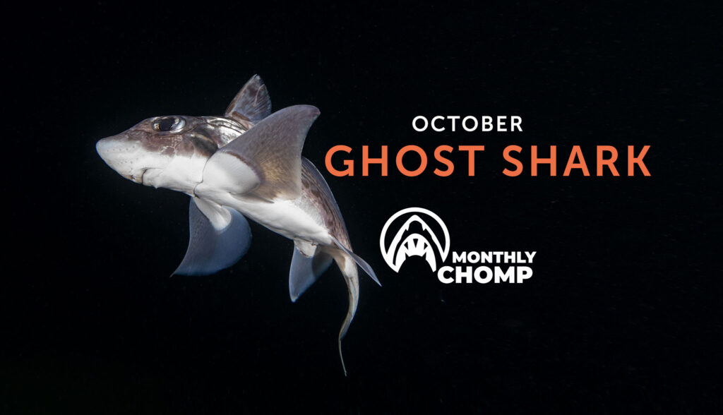 Shark Facts in the Monthly Chomp Newsletter by Shark Angels