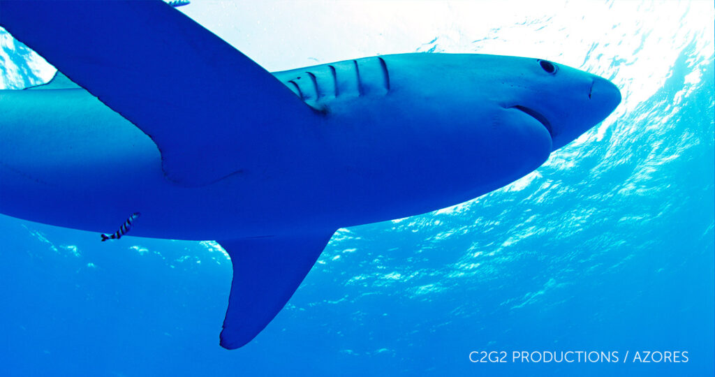 Species in Focus - Blue Shark | SHARK ANGELS