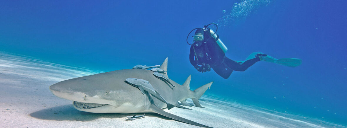 How To Stay Safe From Sharks | SHARK ANGELS
