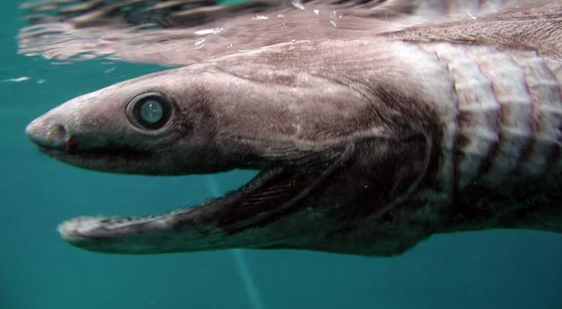 The Mystery of Frilled Shark Evolution