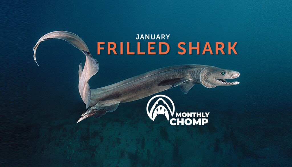 Shark Facts in the Monthly Chomp Newsletter by Shark Angels