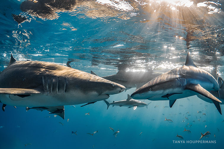 Lemon Shark - Species in Focus
