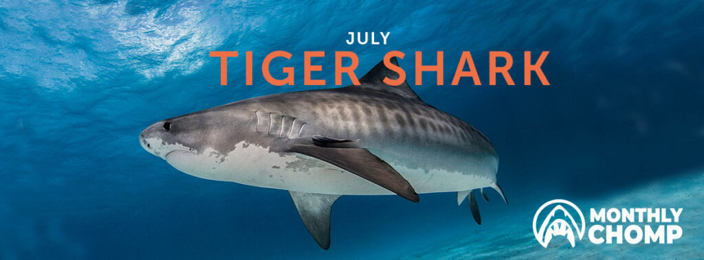 Tiger Shark: Everything you need to know | Shark Angels