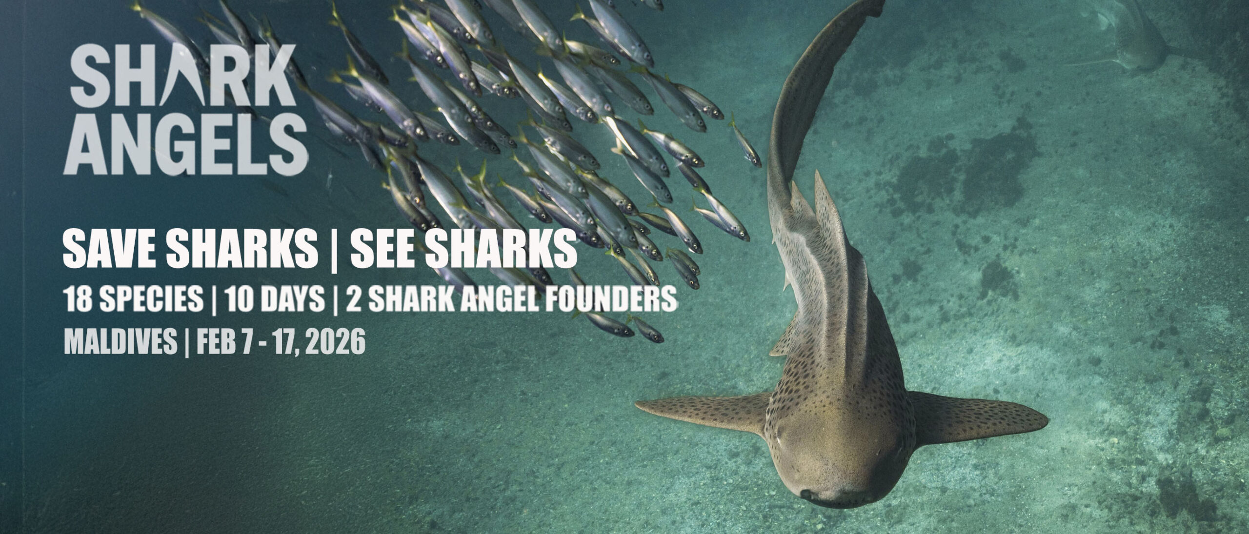 Shark Diving Expedition in the Maldives with Shark Angels
