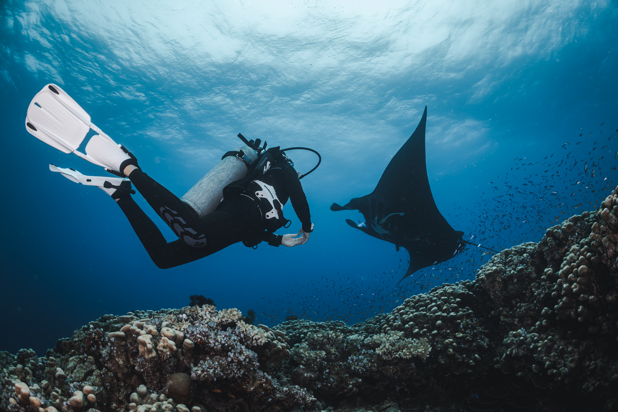 Manta Ray: Everything you need to know | Shark Angels