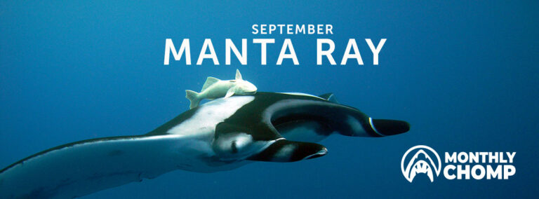 Manta Ray: Everything you need to know | Shark Angels