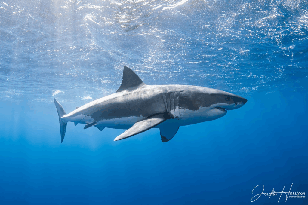 Sharks: Populations, Diving, Protection, Laws and Conservation