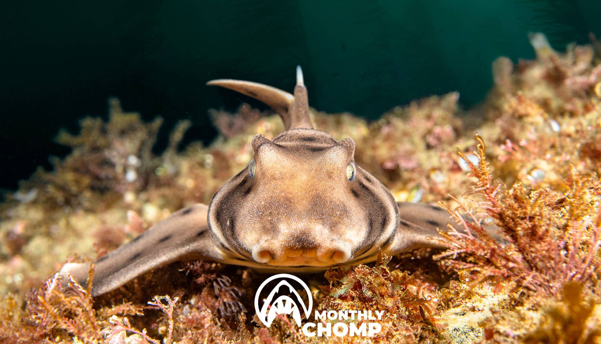 Shark Angels - Shark Conservation Charity